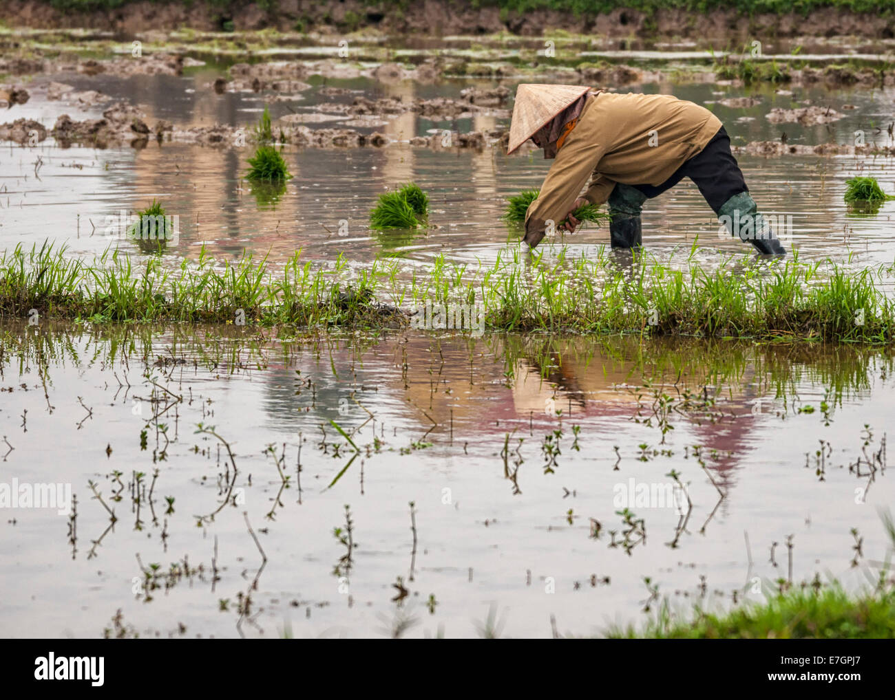 Female farmer planting rice in submerged paddy Stock Photo - Alamy