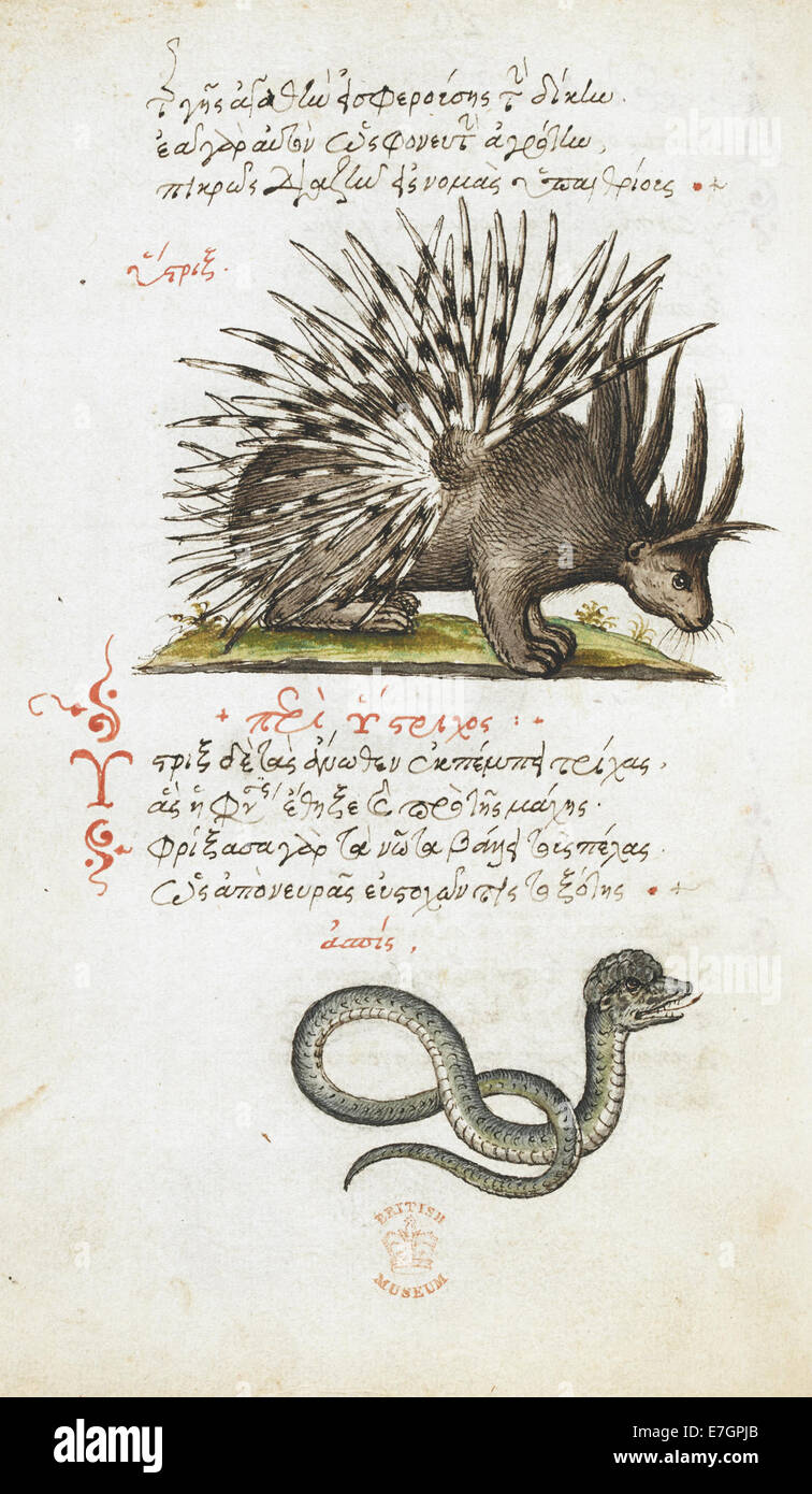 Animalium High Resolution Stock Photography and Images - Alamy