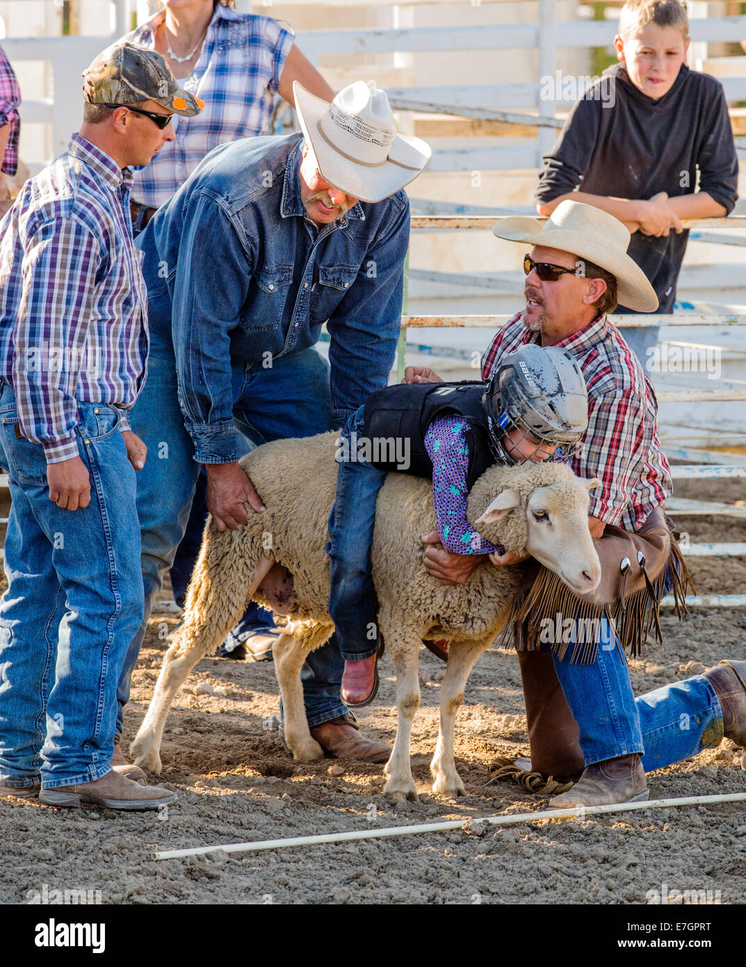 Young child riding a sheep in the mutton busting competition event ...