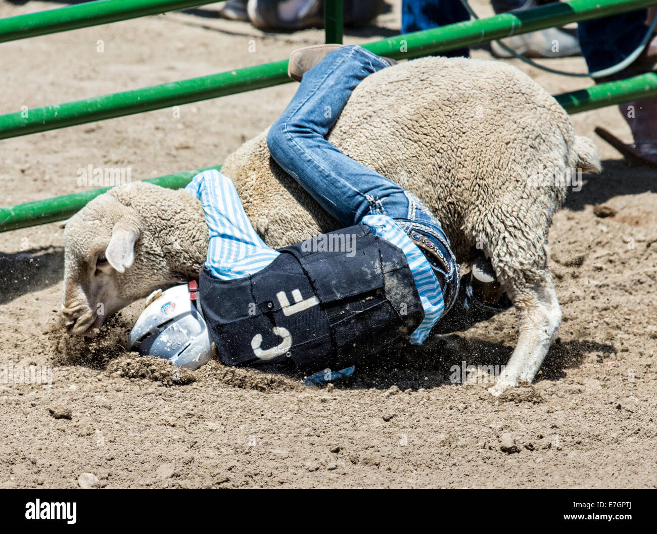 Young child riding a sheep in the mutton busting competition event ...