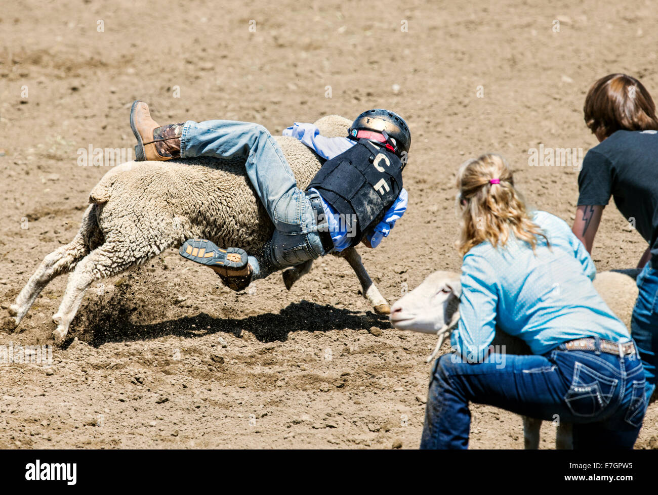 Young child riding a sheep in the mutton busting competition event ...