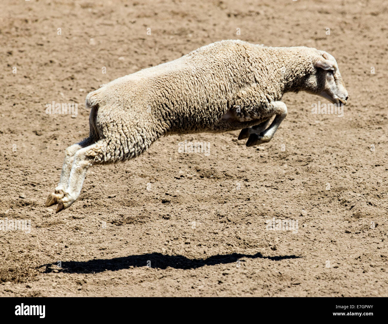 Flying sheep hi-res stock photography and images - Alamy
