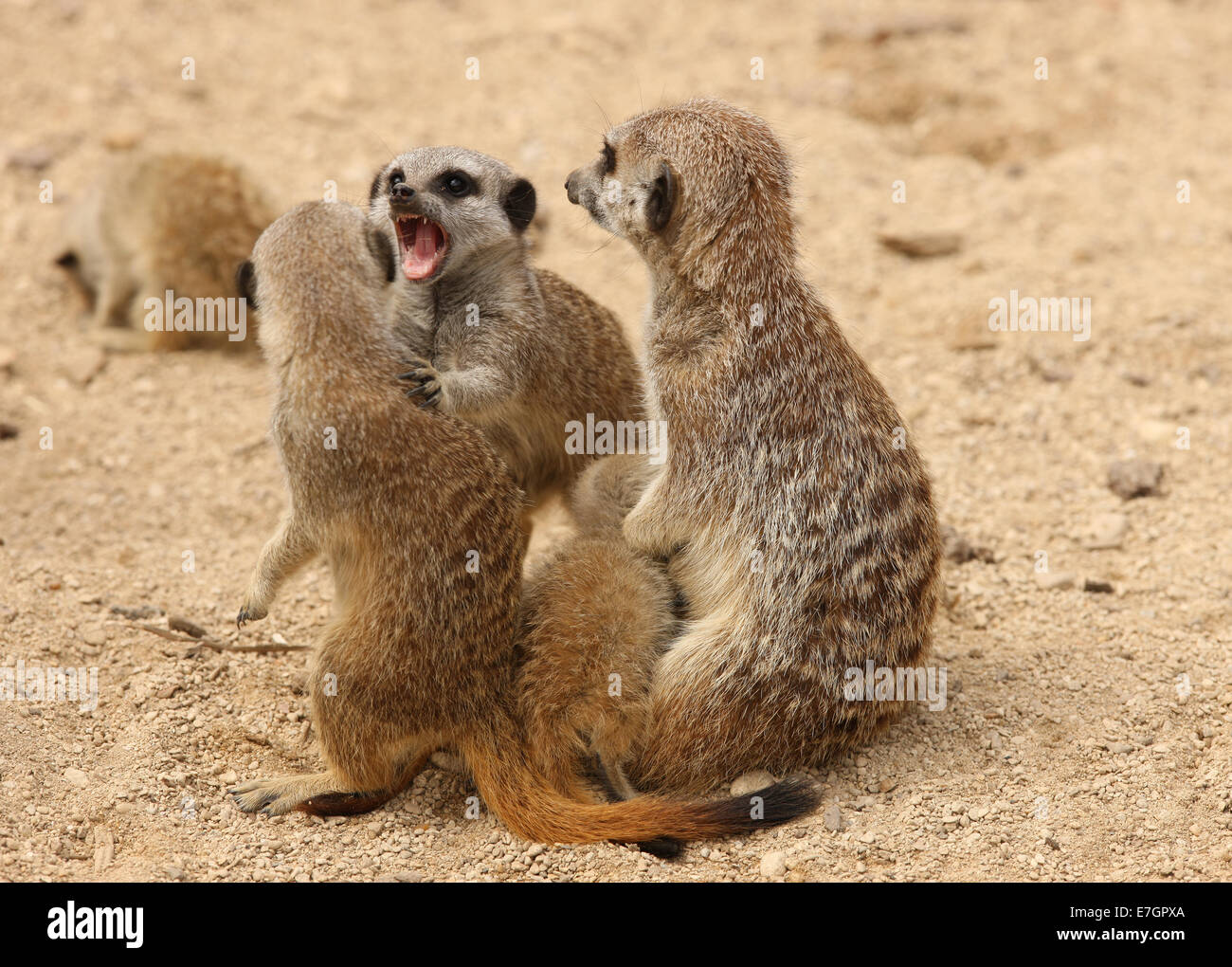 Young Meerkats squabbling Stock Photo - Alamy