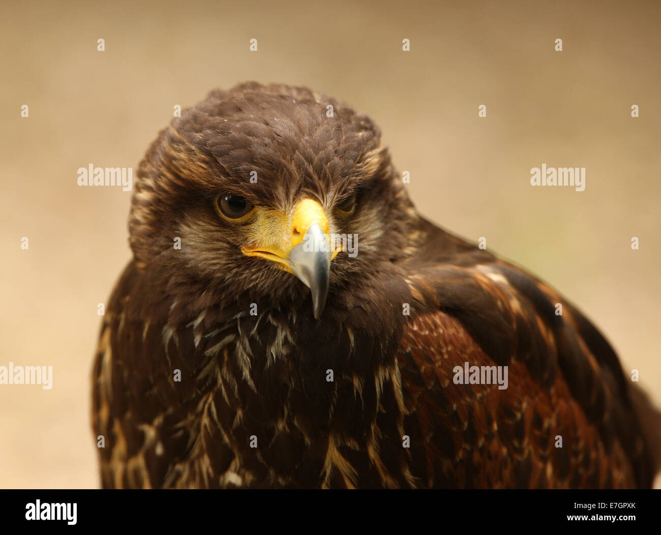 Black and yellow hawk hi-res stock photography and images - Alamy
