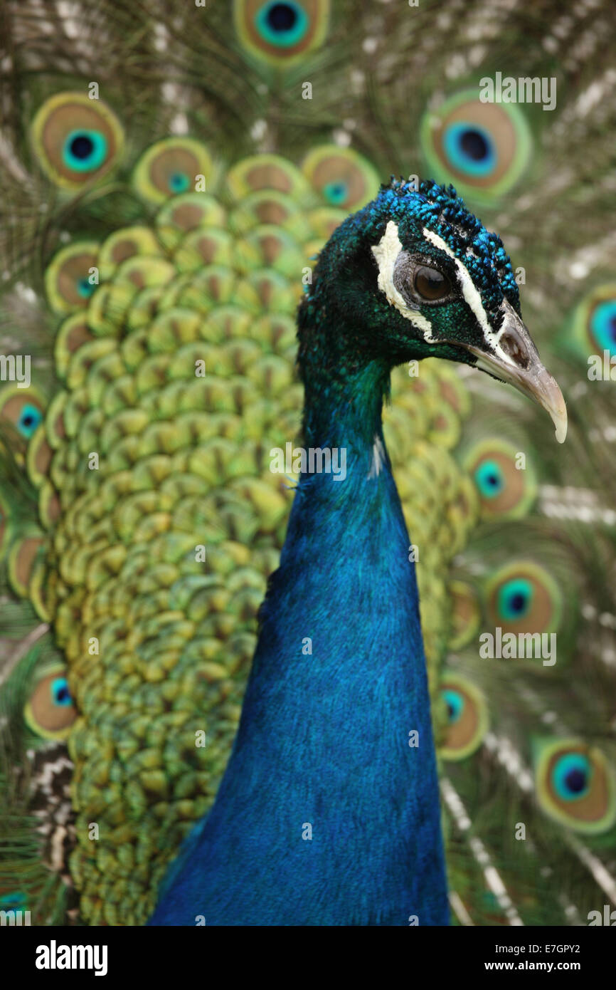 Peacock Strut High Resolution Stock Photography and Images - Alamy