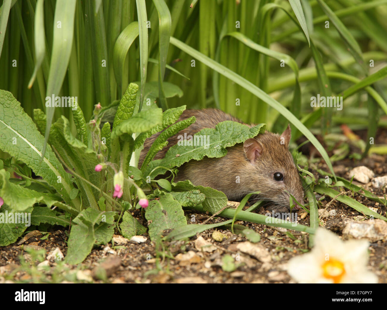 Close up of a wild Brown Rat Stock Photo - Alamy