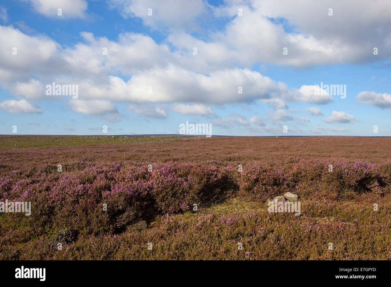 A windswept flowering heather moorland under a blue cloudy sky in ...