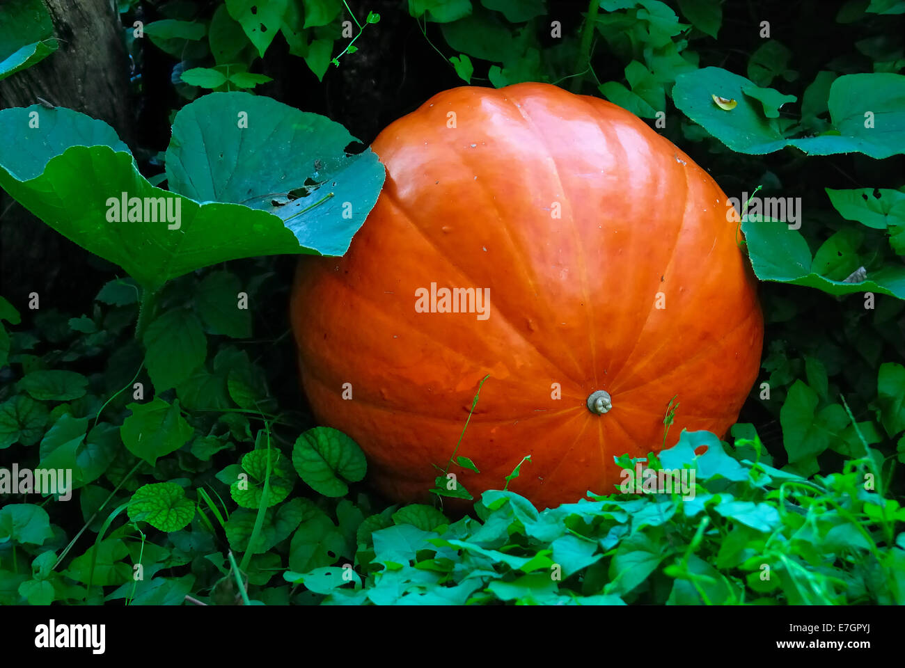 A giant pumpkin Stock Photo - Alamy