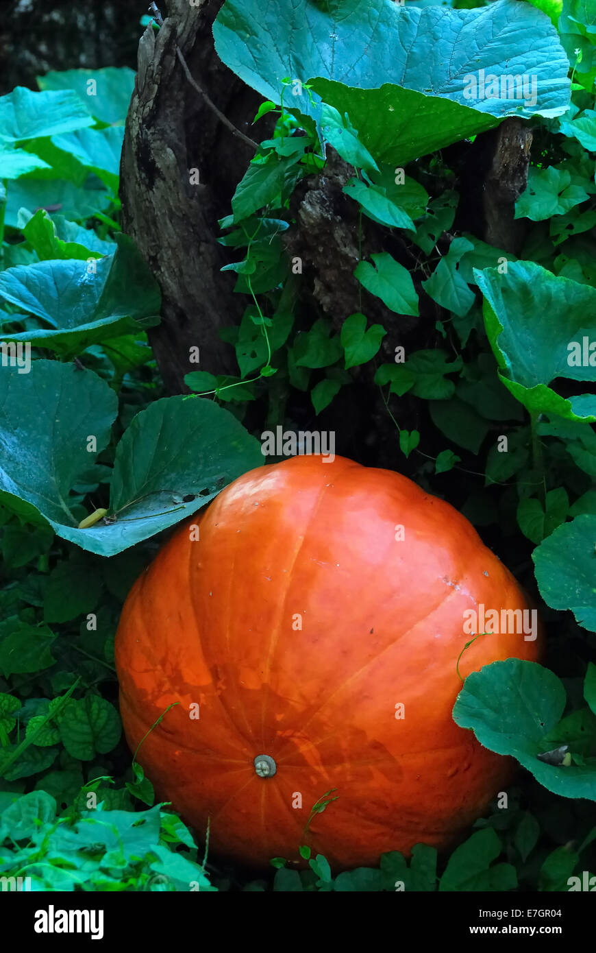 A giant pumpkin Stock Photo - Alamy