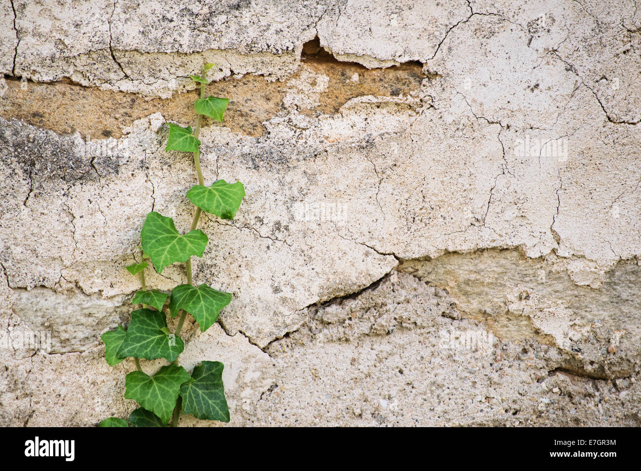 Close up shot of ivy vines crawling up an old cracked stone wall Stock ...