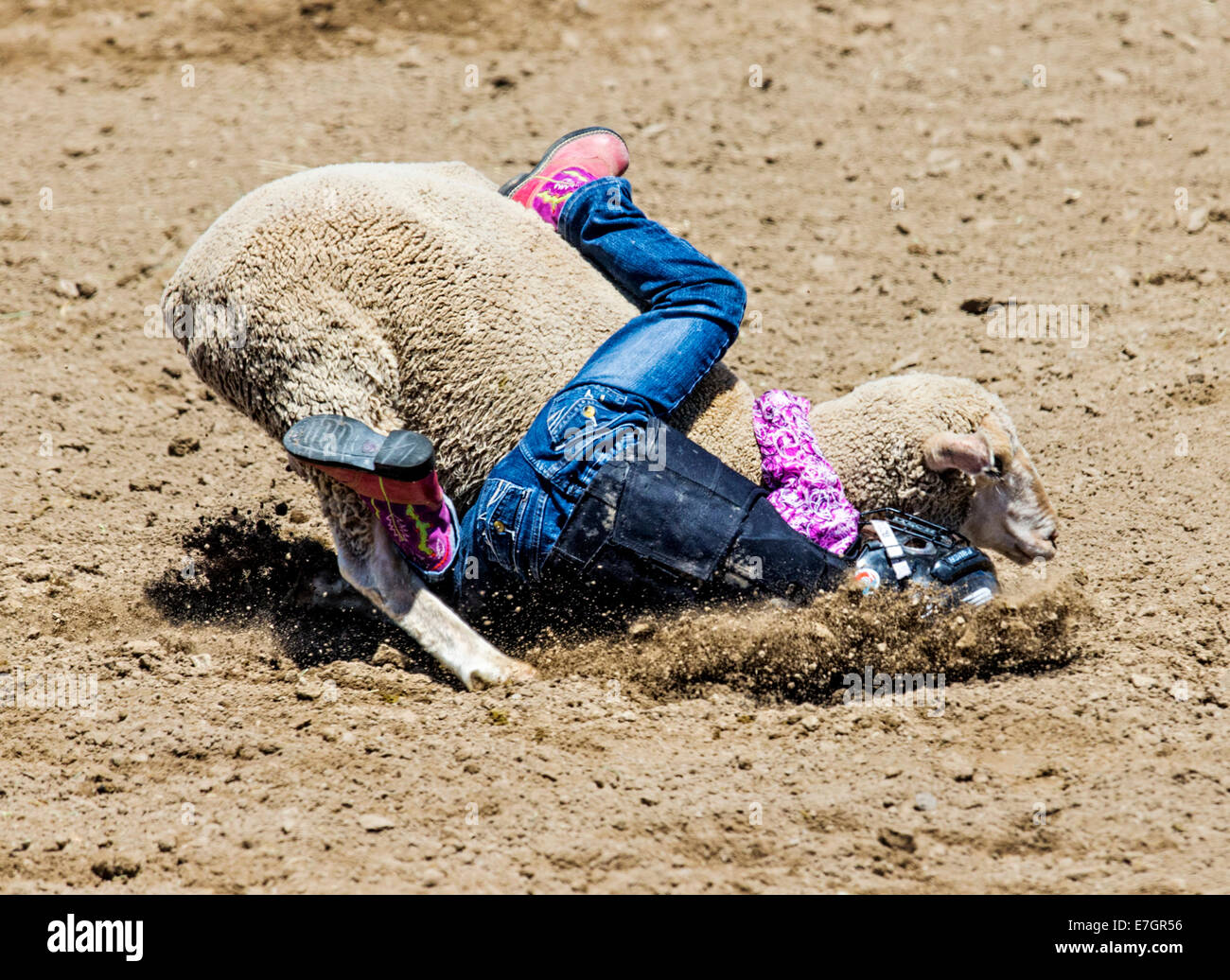 Young child riding a sheep in the mutton busting competition event ...