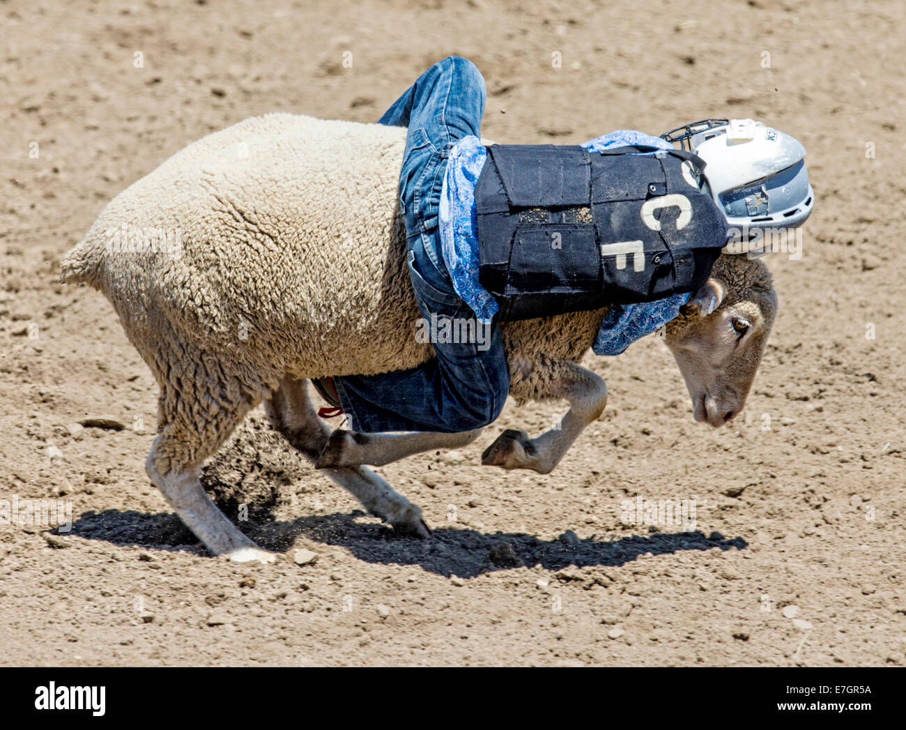 Young child riding a sheep in the mutton busting competition event ...