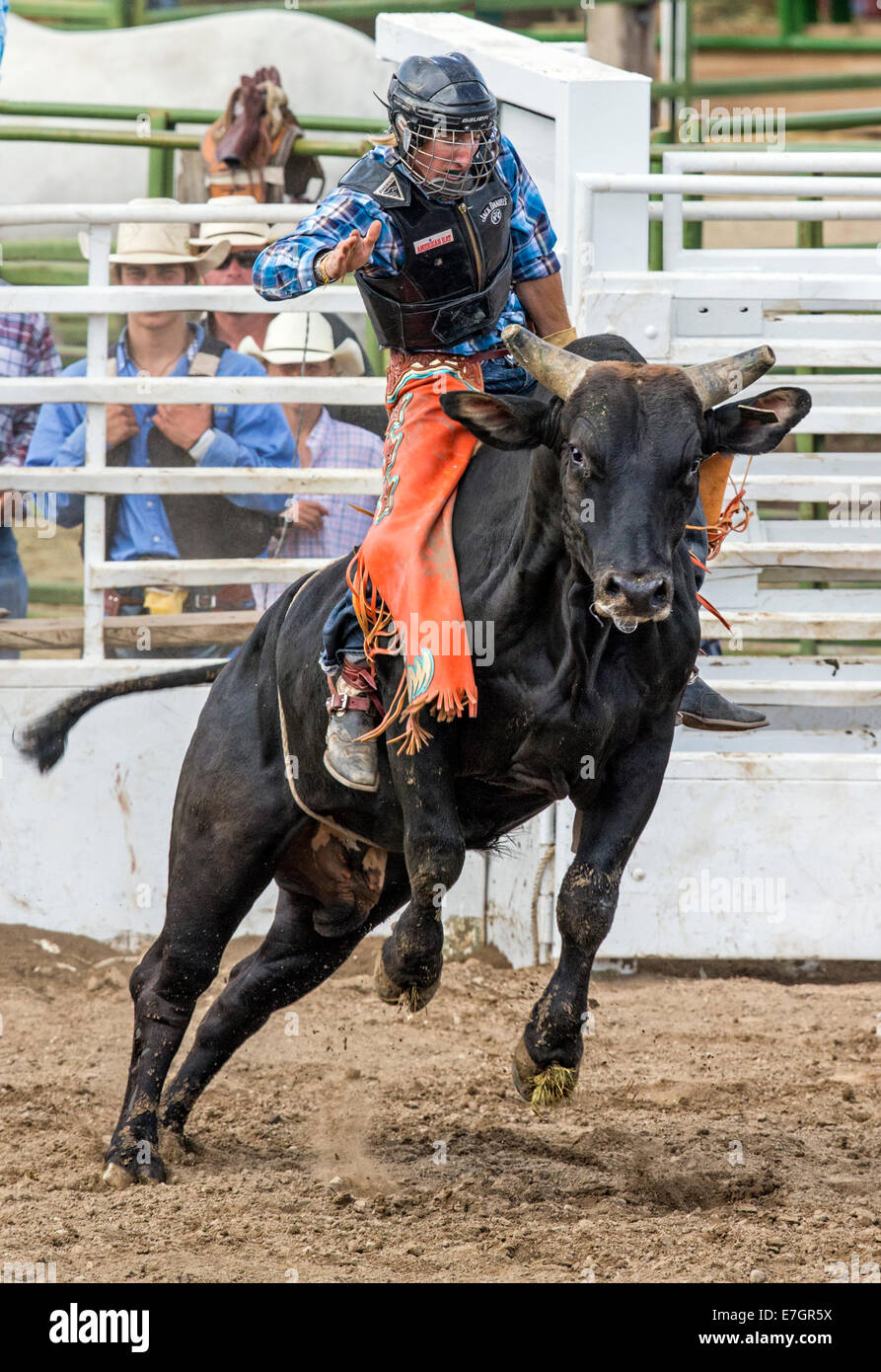 Cowboy riding a steer in a the bull riding competition, Chaffee County ...