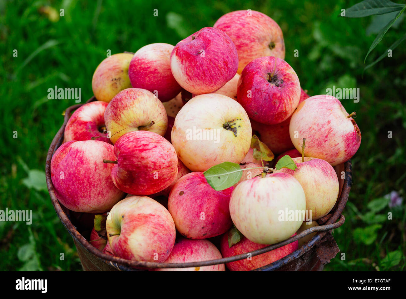 Gathering apples of a new crop in an orchard Stock Photo - Alamy