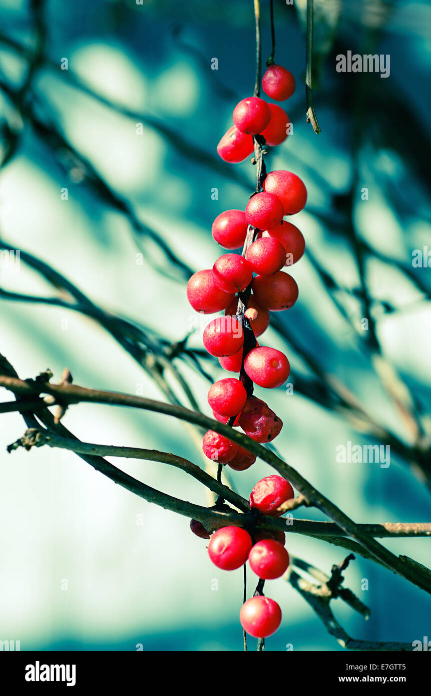 Schisandra berries Stock Photo - Alamy