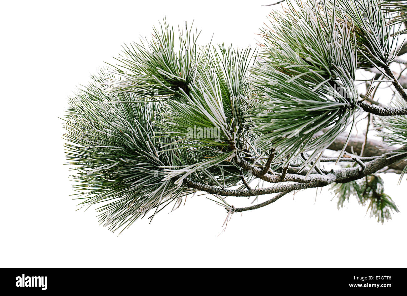 Snow pine bough hi-res stock photography and images - Alamy