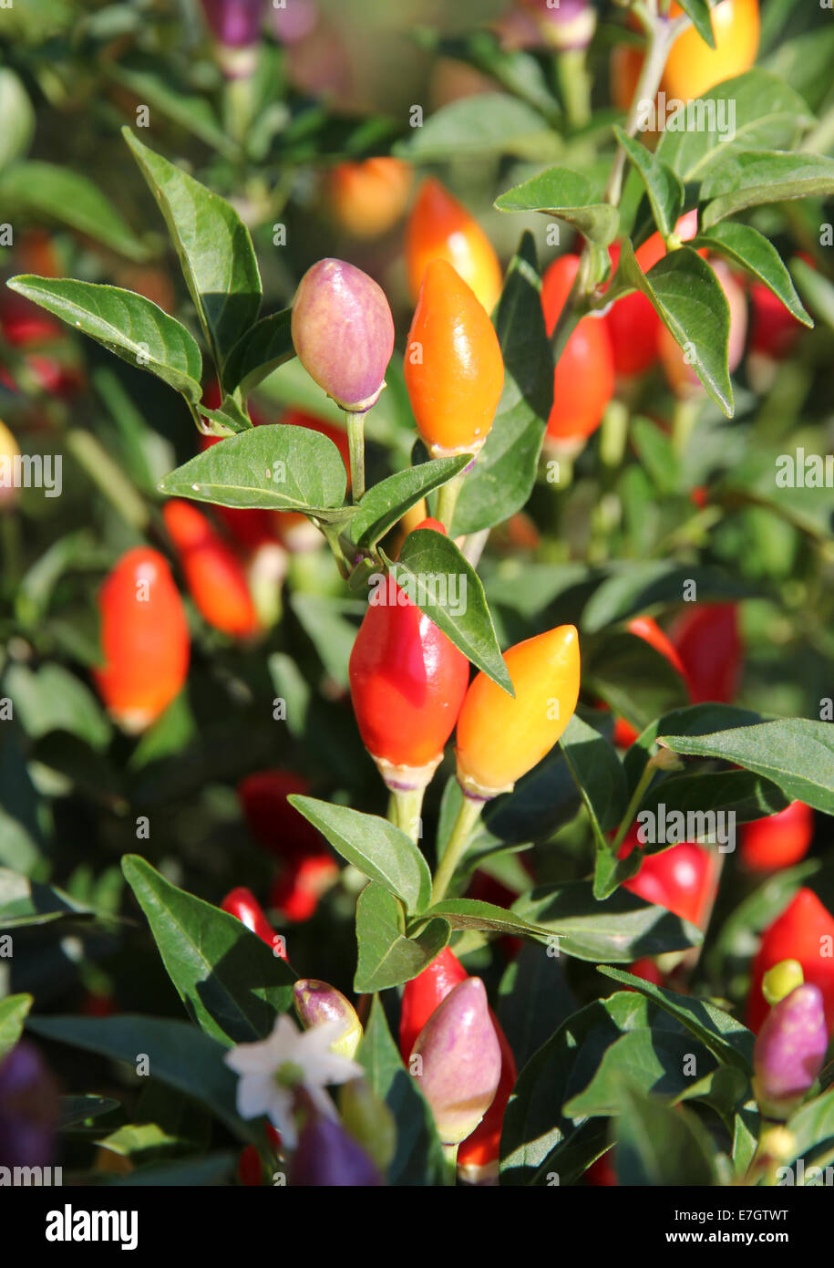 colourful chillies in Sardinia Italy Stock Photo - Alamy