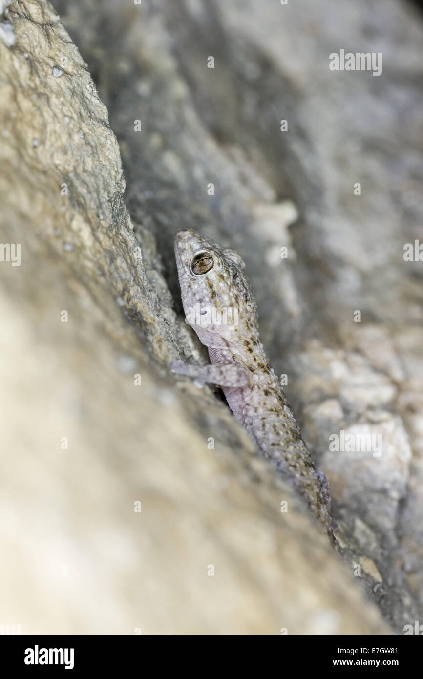Mediterranean house gecko hi-res stock photography and images - Alamy