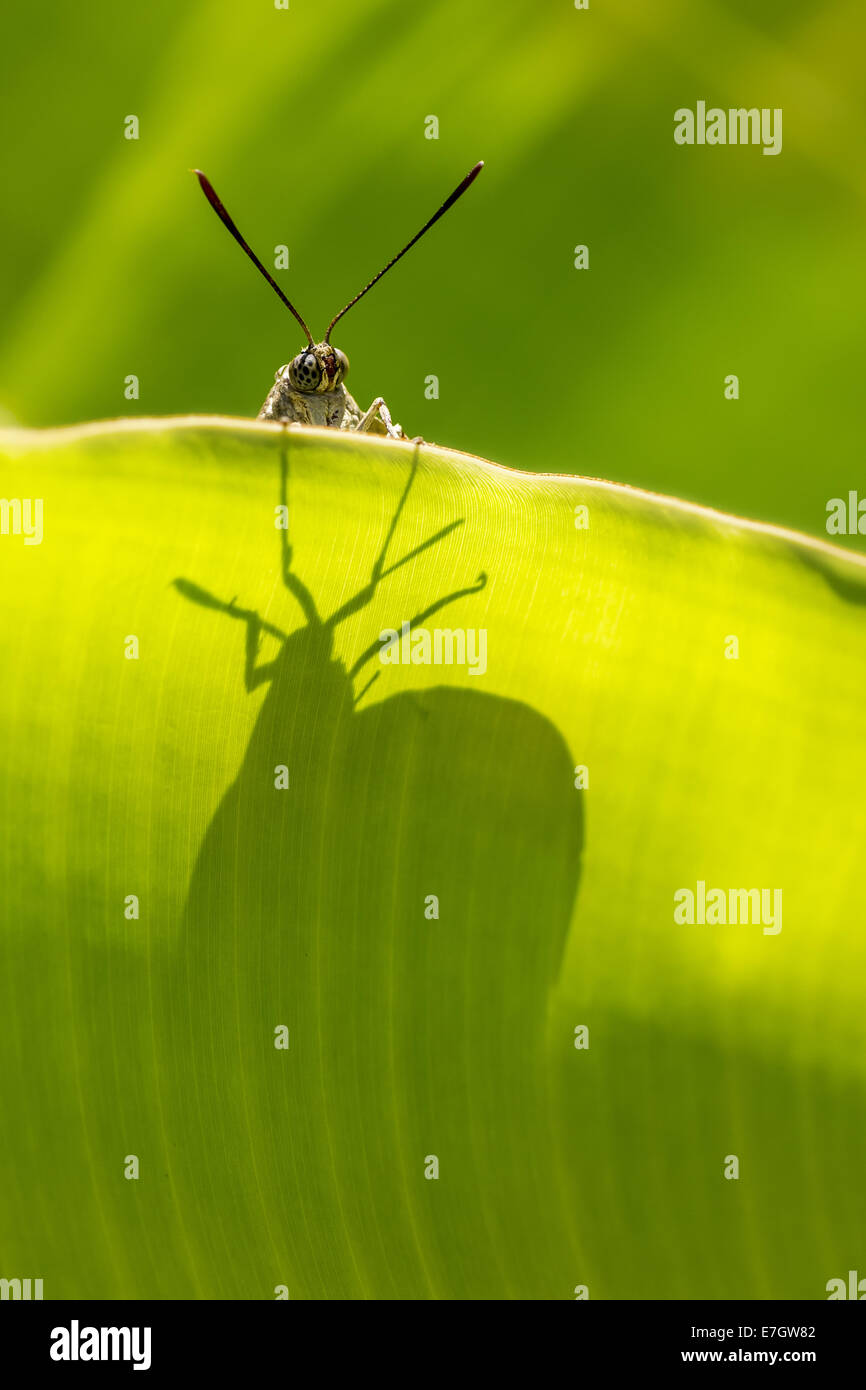 Palm moth hi-res stock photography and images - Alamy