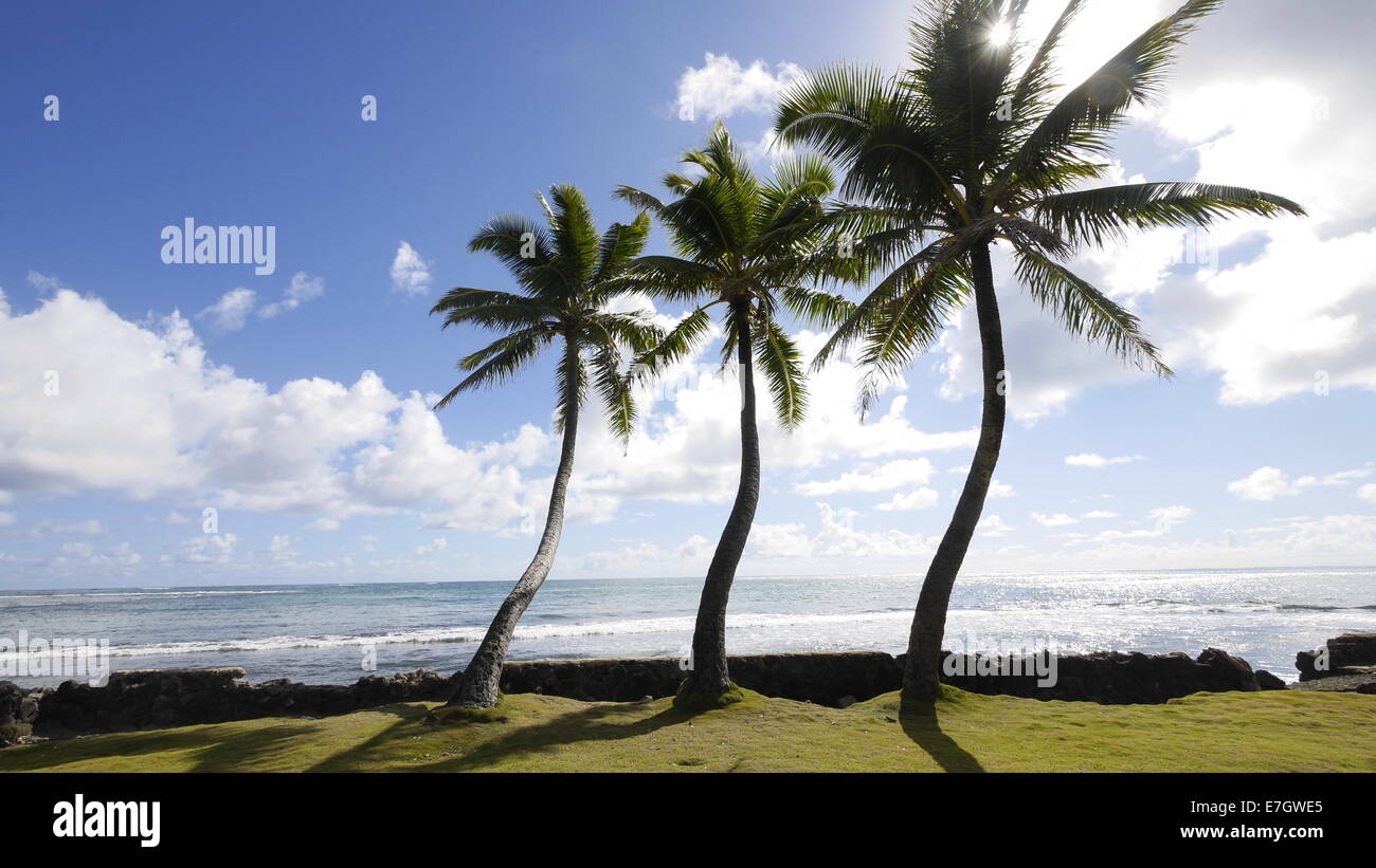 Golden coconut tree hi-res stock photography and images - Alamy