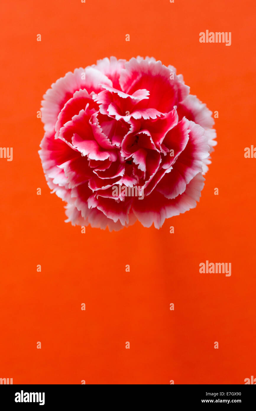 Fresh carnation hi-res stock photography and images - Alamy