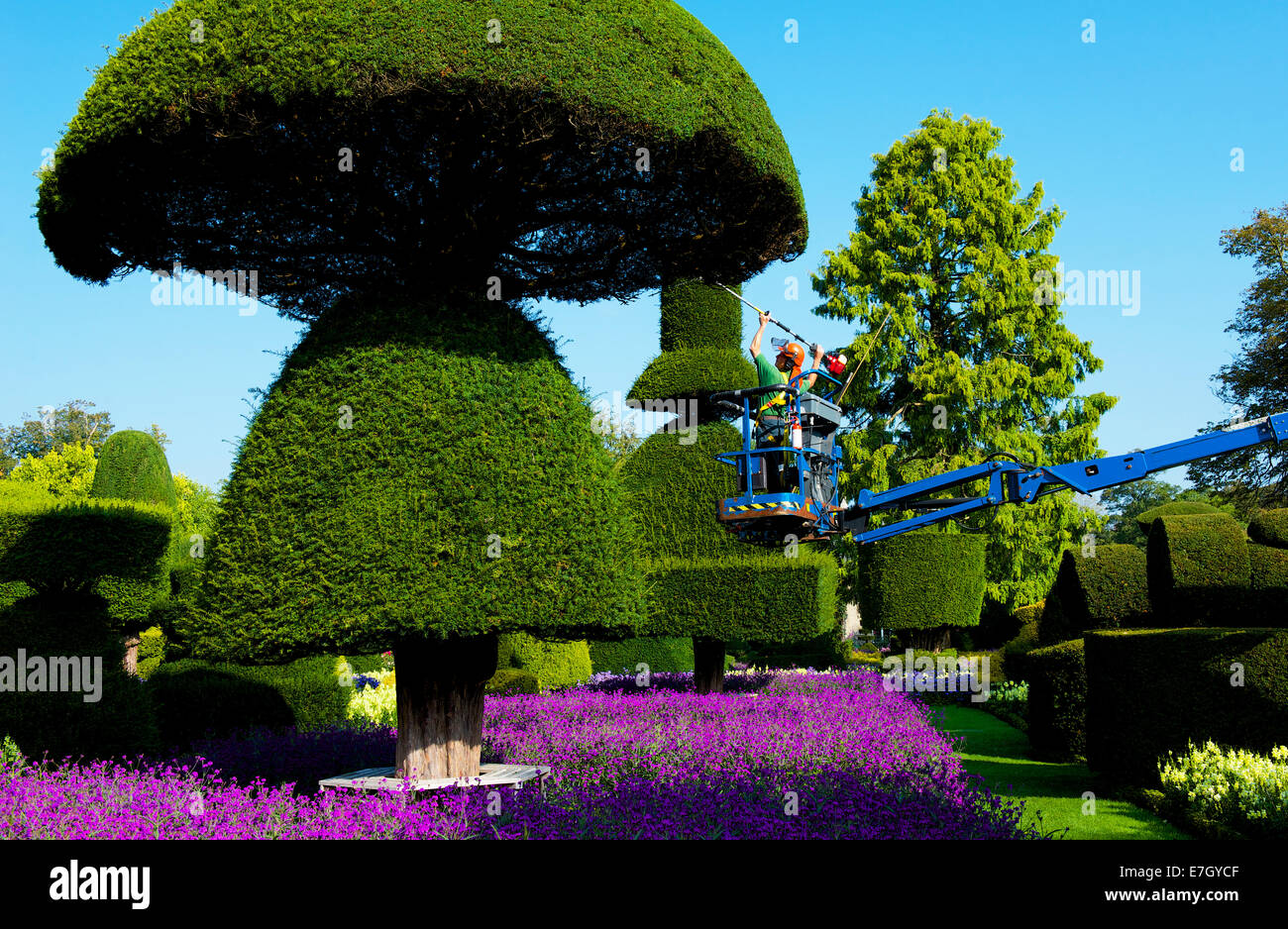 Man operating hedge trimmer from cherry picker, in the topiary gardens ...