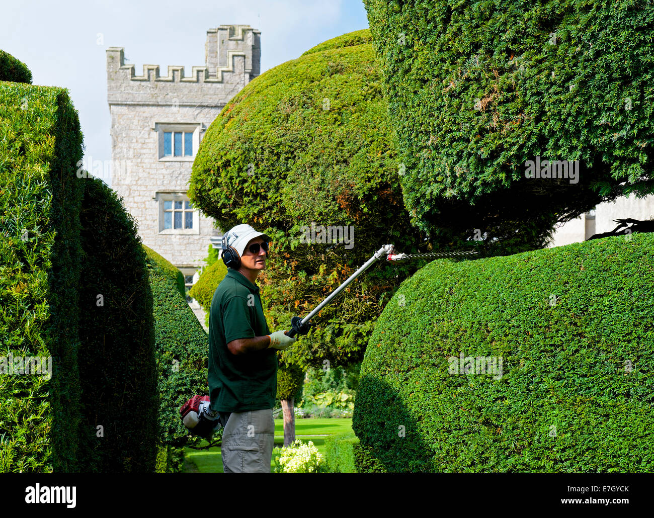 Man operating hedge trimmer in the topiary gardens of Levens Hall ...
