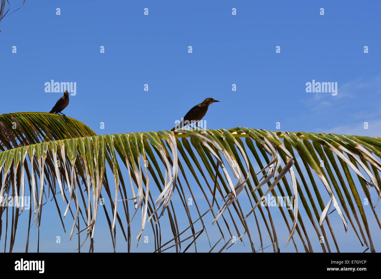 Tree of mexico hi-res stock photography and images - Alamy