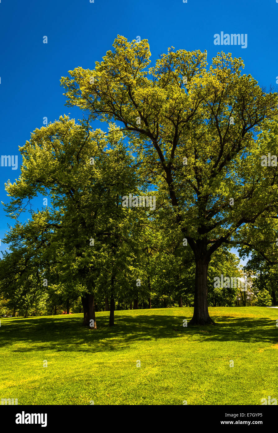 Blue sky hill trees hi-res stock photography and images - Alamy