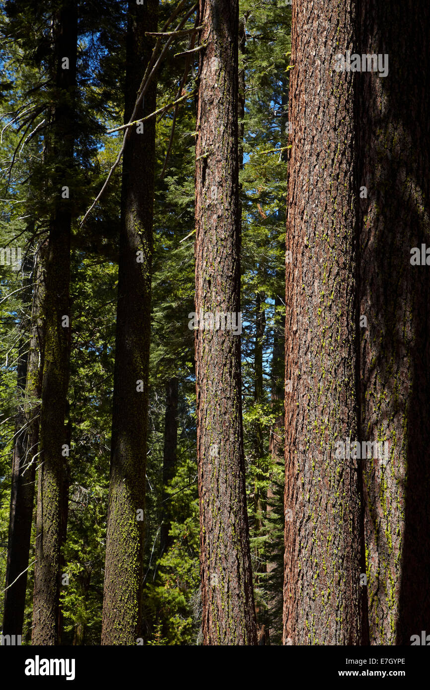 Conifers trunks hi-res stock photography and images - Alamy