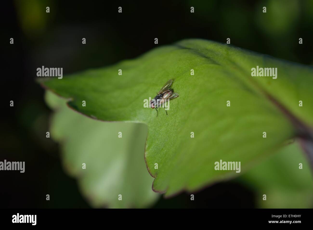 Plant and fly hi-res stock photography and images - Alamy