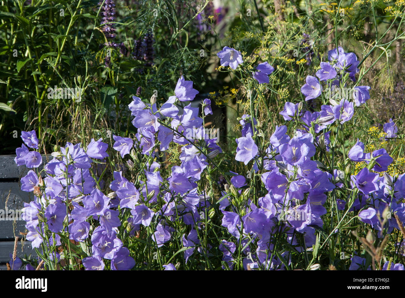 Garden - Maggie's Forest Garden - campanula - Designers - Amanda Waring ...