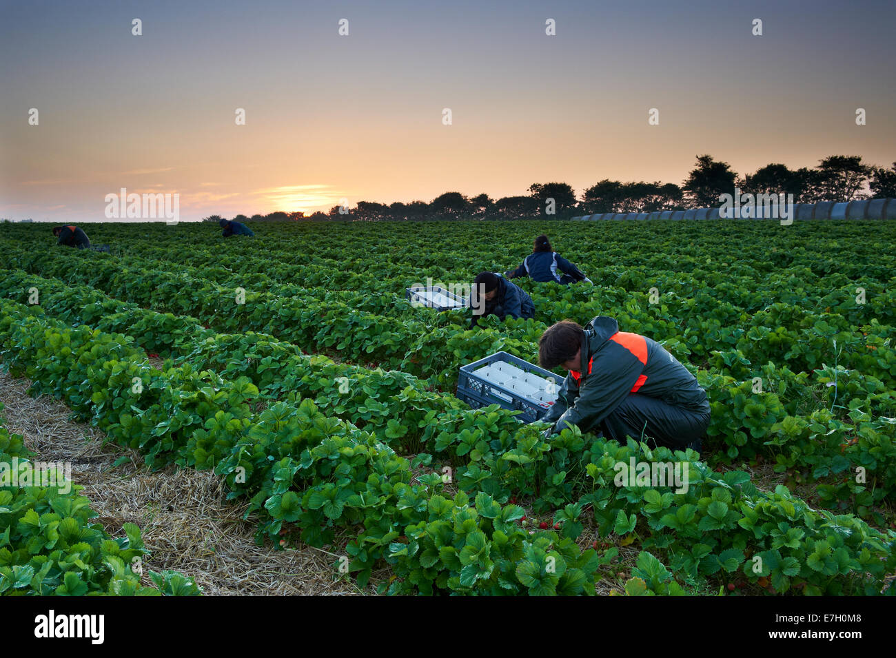 Workers from Eastern Europe picking strawberries at a Danish farm Stock ...