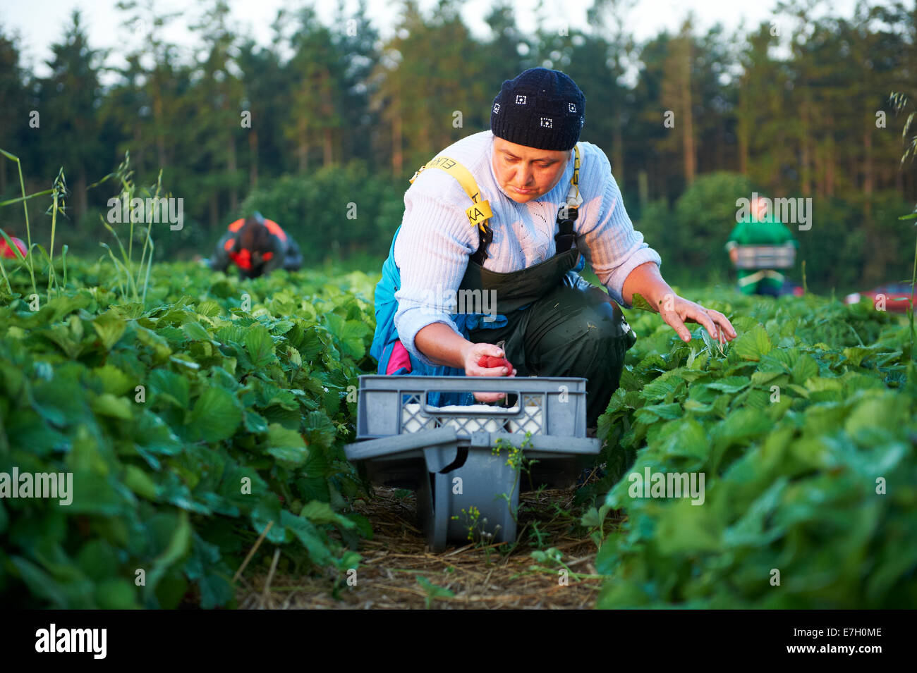 Workers from Eastern Europe picking strawberries at a Danish farm Stock ...