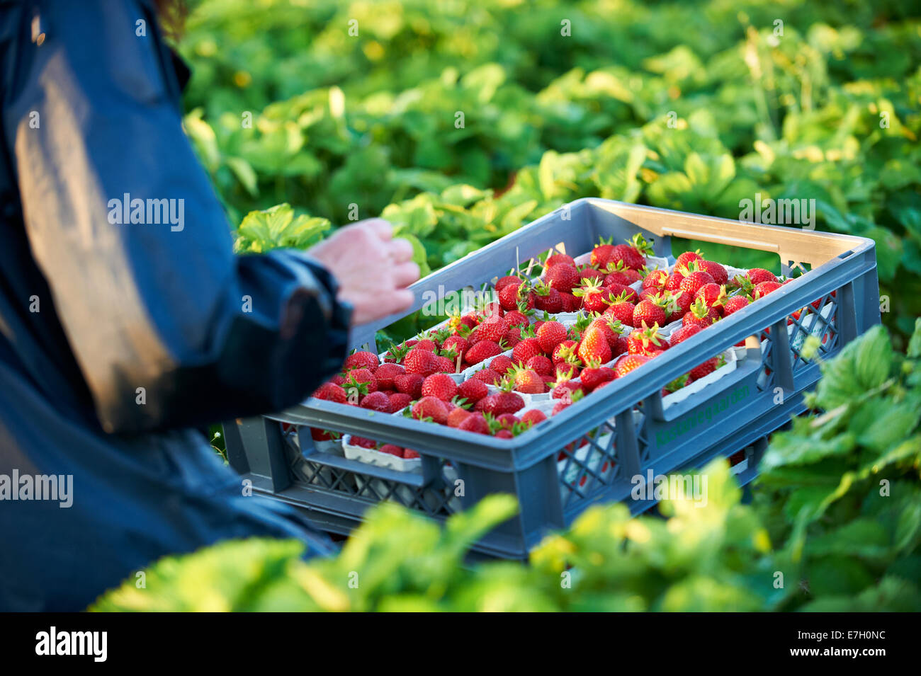 Strawberry farm workers hi-res stock photography and images - Alamy