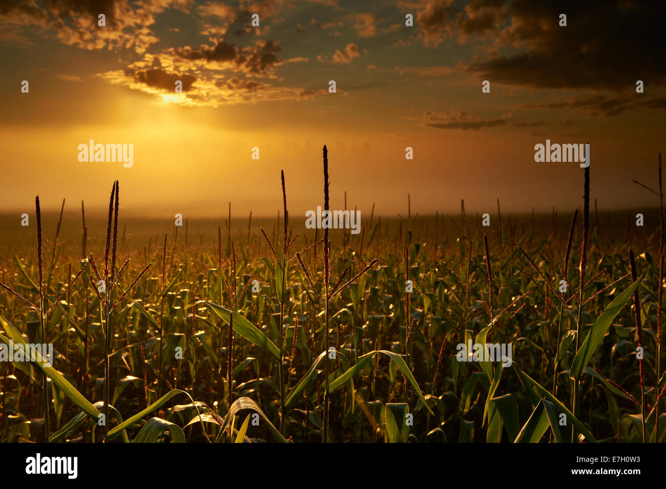 Corn field at sunrise Stock Photo - Alamy