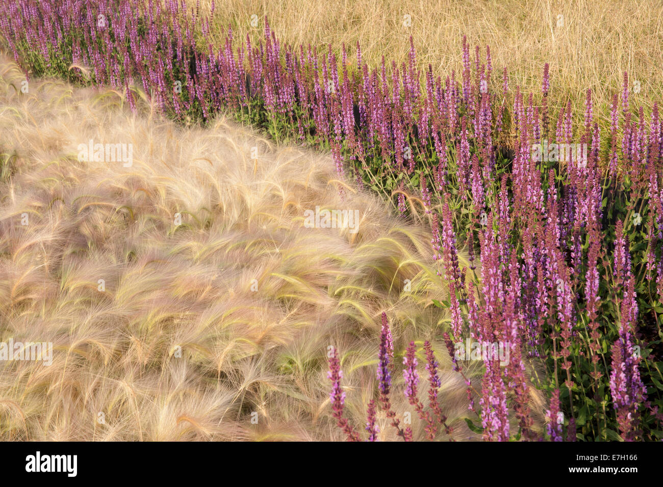Border with grasses hi-res stock photography and images - Alamy