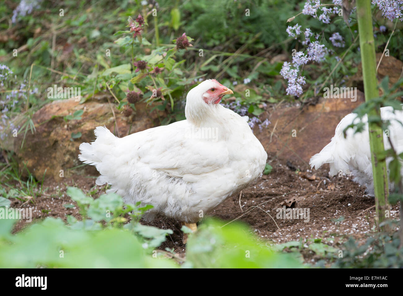 Turkey country farming hi-res stock photography and images - Alamy