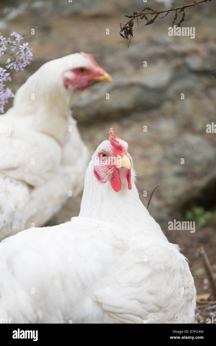Chickens being raised on a free range farm Stock Photo - Alamy