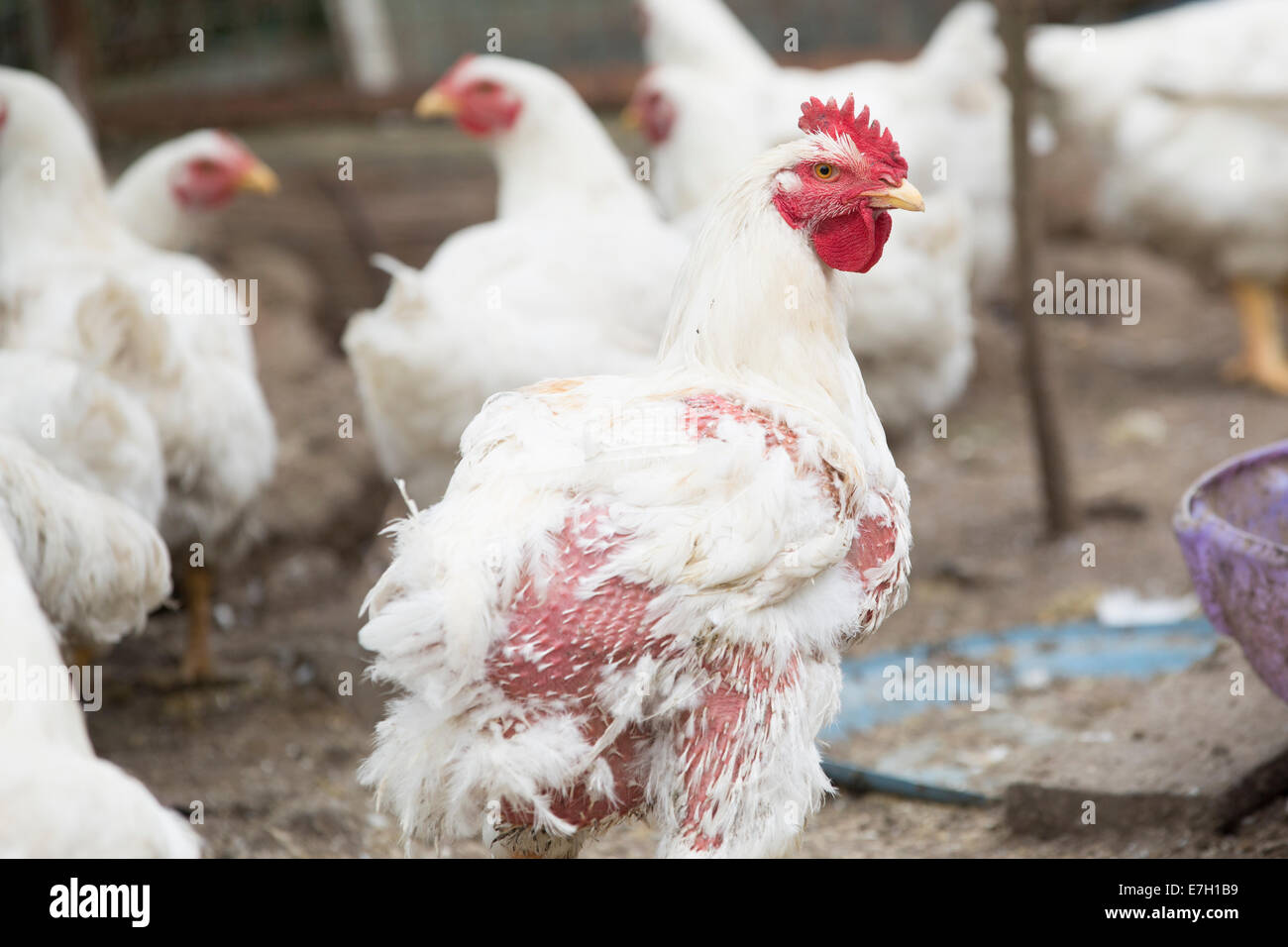 free range chickens being raised for food Stock Photo - Alamy