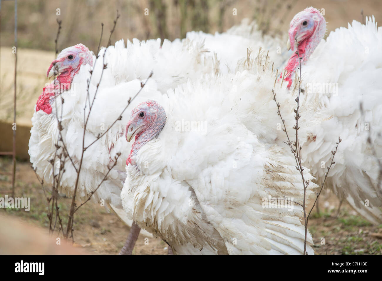 Turkeys being raised for thanksgiving dinner Stock Photo - Alamy