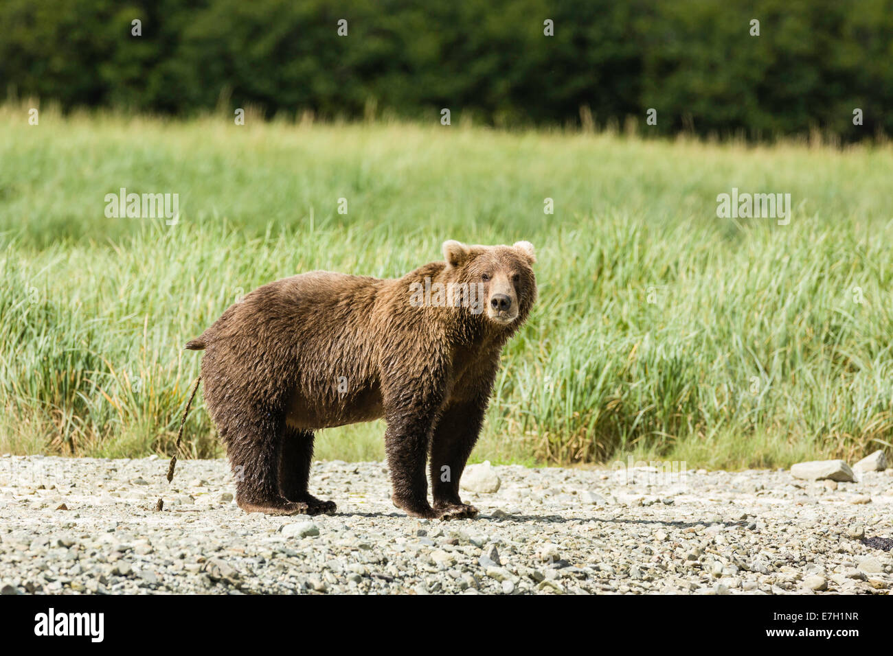 Brown bear defecating along Geographic Creek at Geographic Harbor in ...