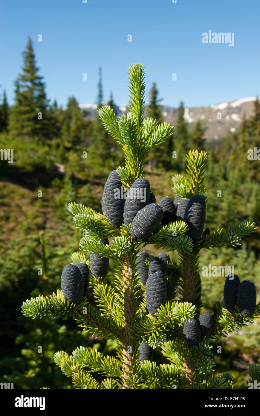 Sub alpine fir hi-res stock photography and images - Alamy