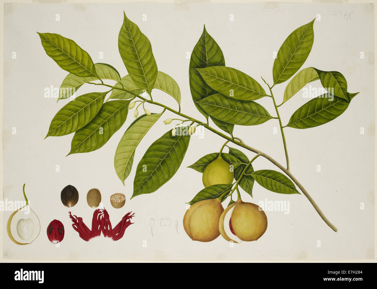 An illustration of a nutmeg tree from the British Library's collection ...