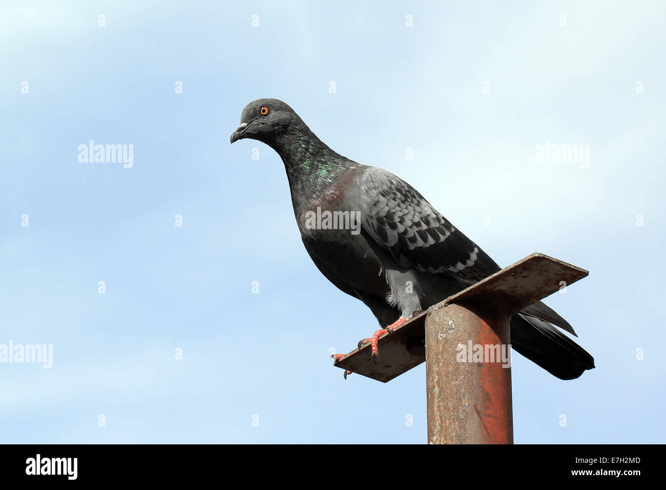 pigeon sitting on pole against beautiful sky Stock Photo - Alamy