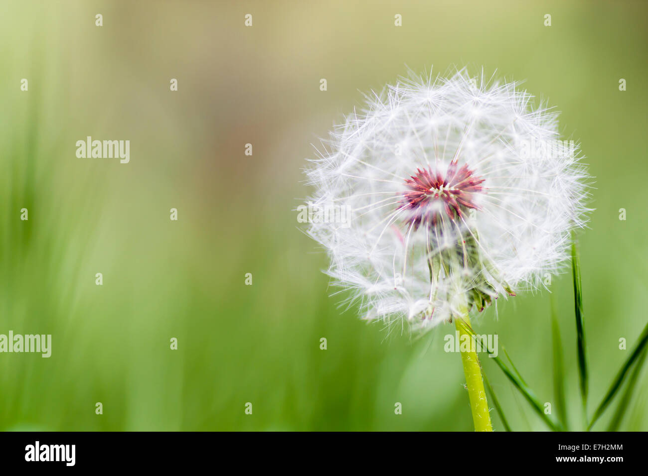 Dandelion in a garden during spring Stock Photo - Alamy