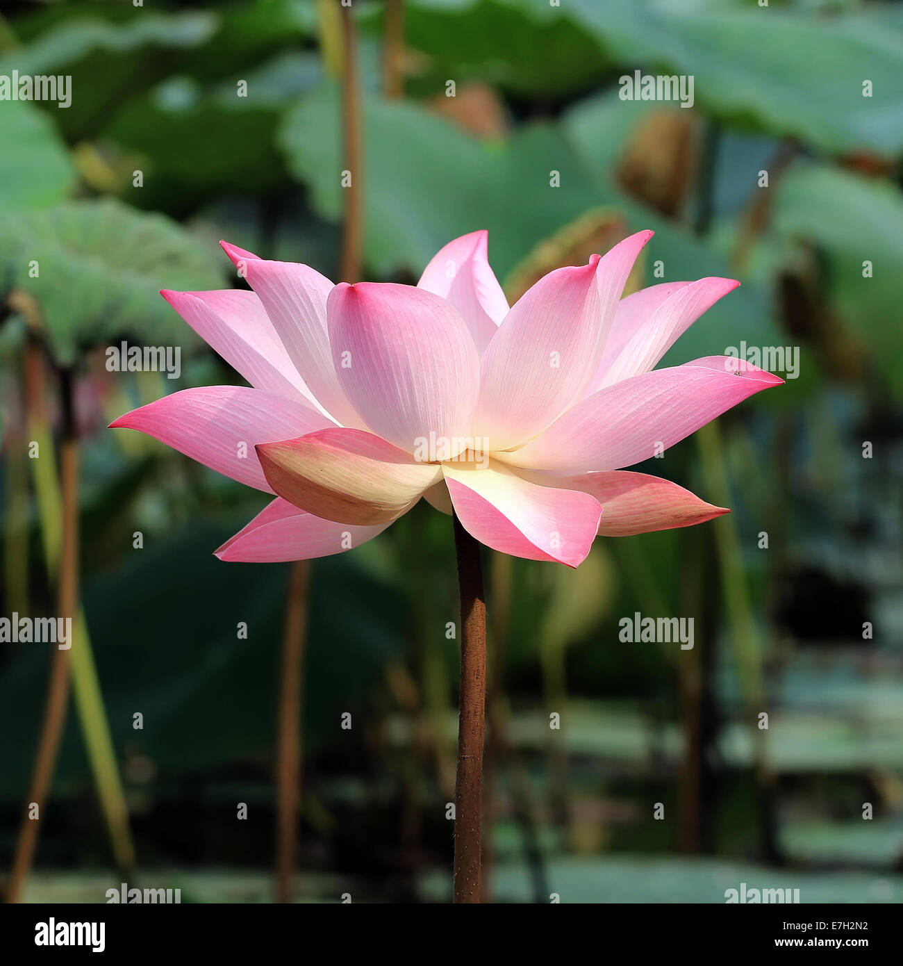 closeup of blooming lotus flower Stock Photo - Alamy