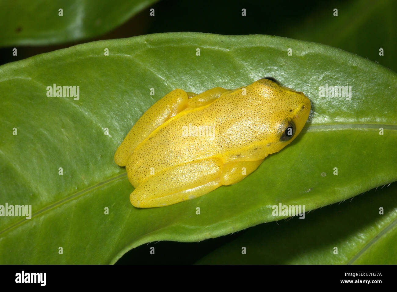 Spotted Madagascar Reed Frog (Heterixalus punctatus), Nosy Mangabe ...