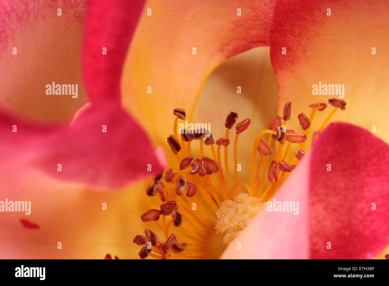 The stamens and the petals hi-res stock photography and images - Alamy