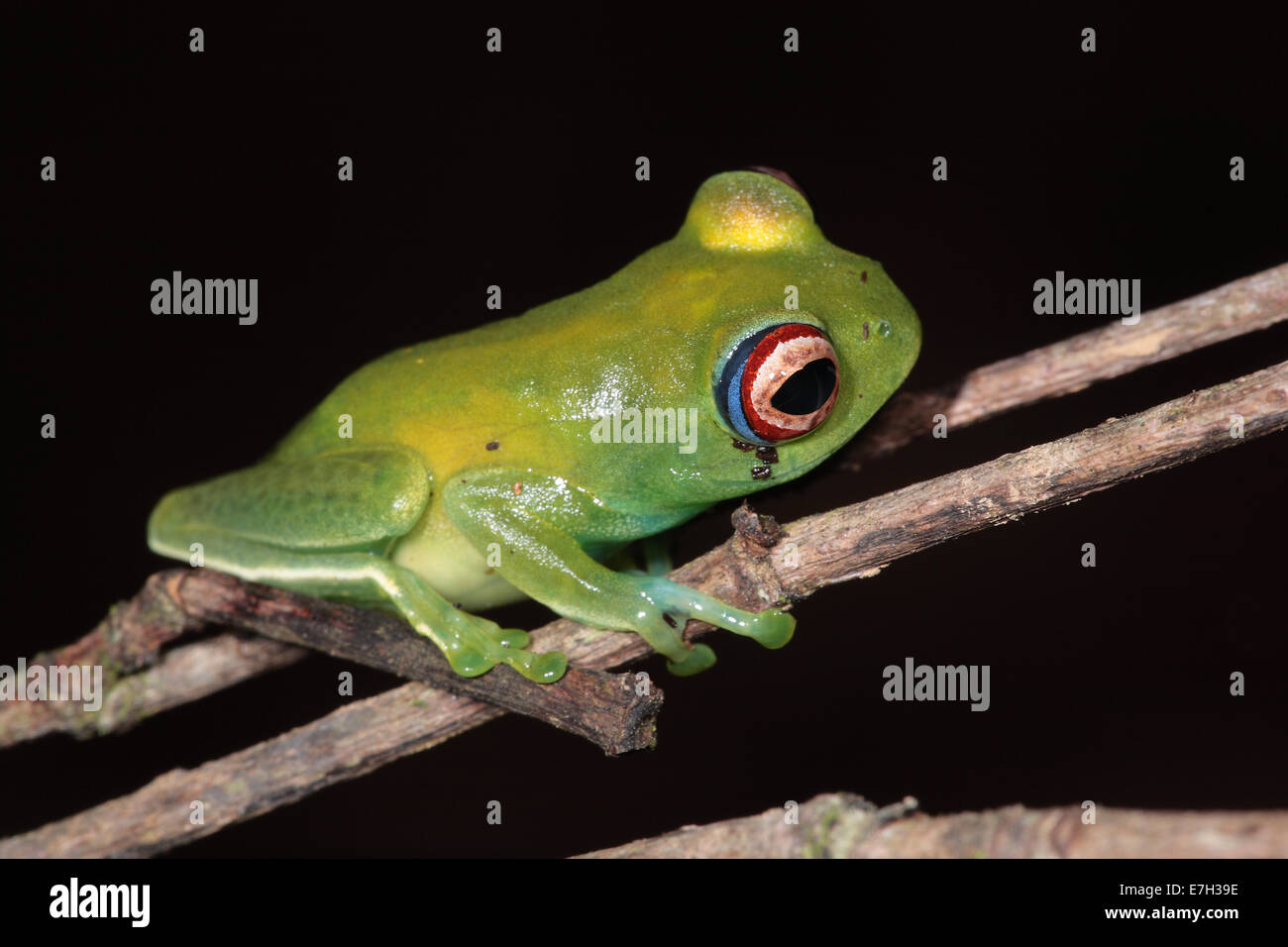 Boophis luteus frog hi-res stock photography and images - Alamy